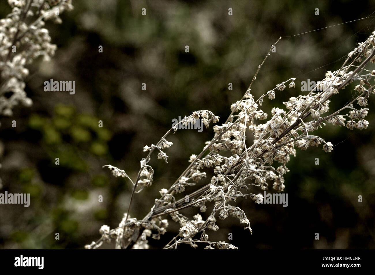 Dried wild sage Stock Photo - Alamy