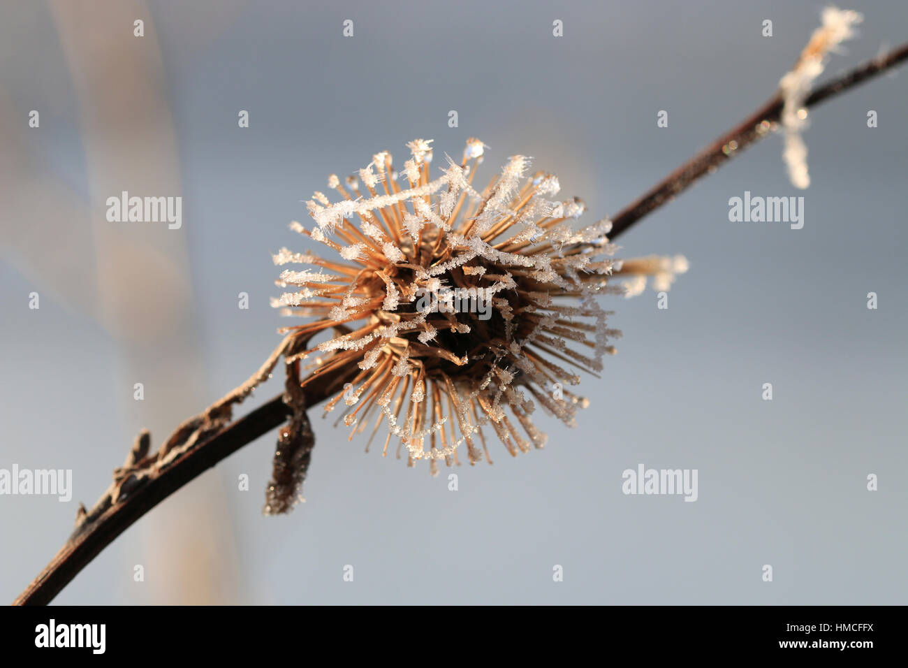 Burr Plant High Resolution Stock Photography and Images - Alamy