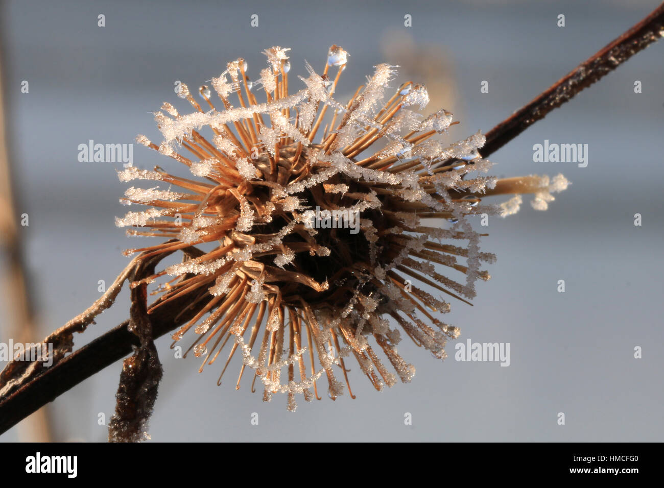 Prickly burr hi-res stock photography and images - Alamy