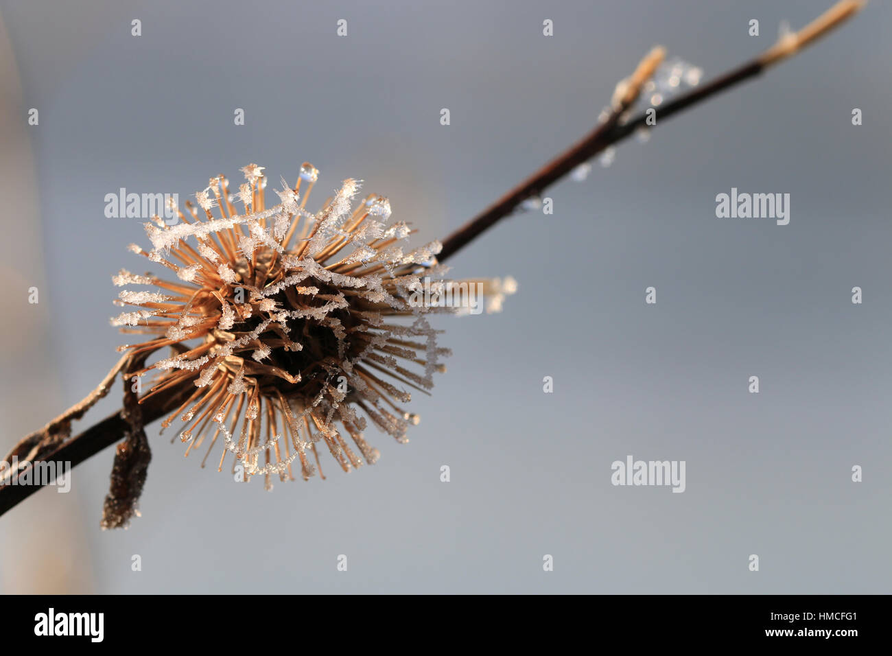 Frosted, prickly burr, seedhead of the burdock plant in wintertime ...