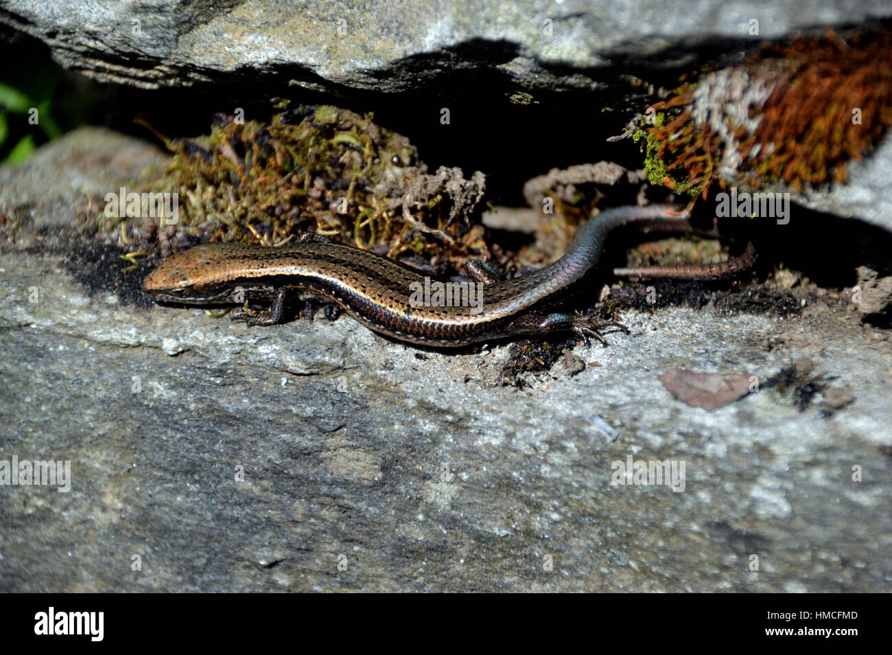 Small Bronze Grass Skink or Bronze Mabuya Lizard (Eutropis Macularia ...