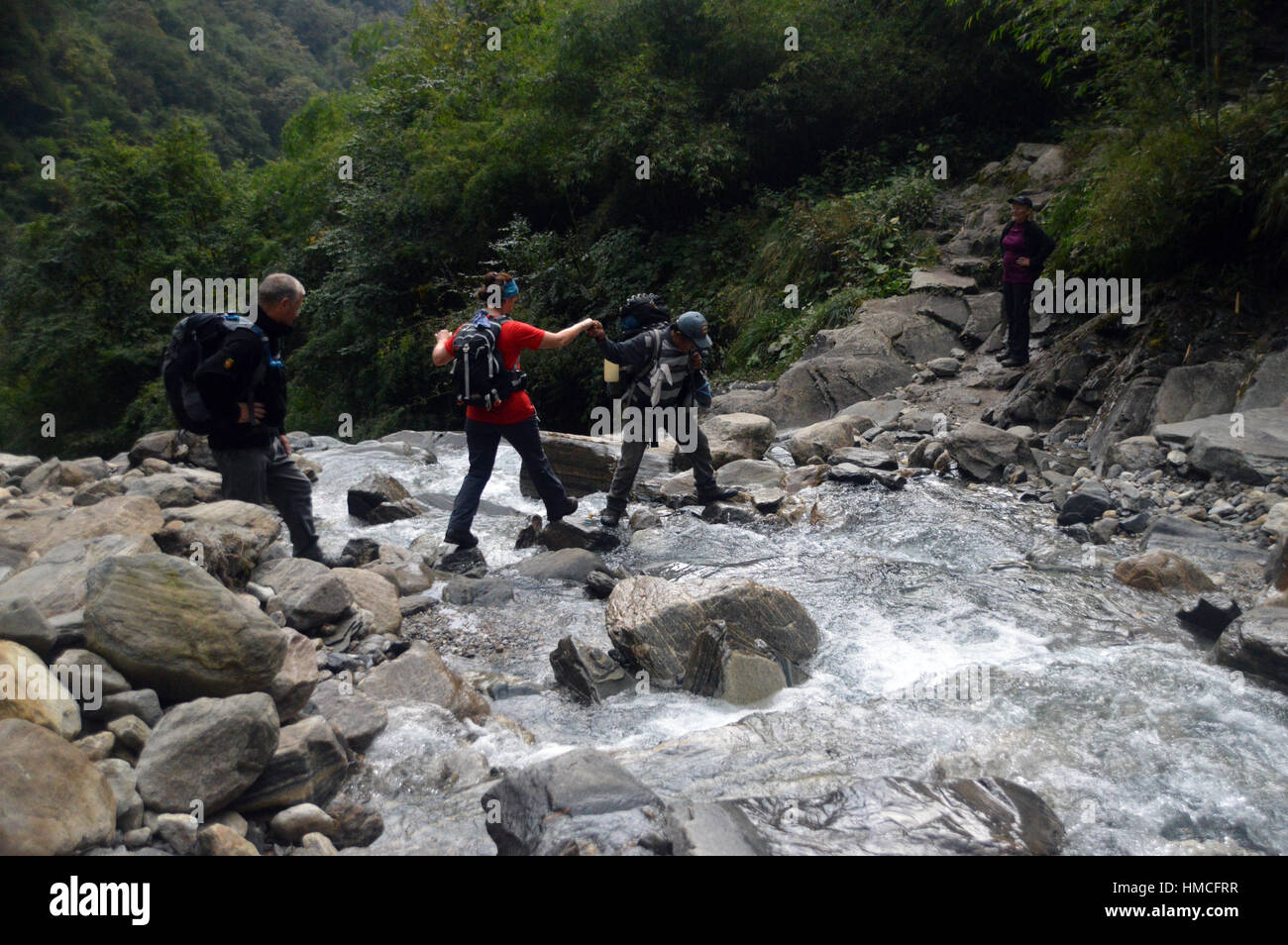 Sherpa Helping Lady Hiker Crossing Fast Flowing River in the Modi Khola ...