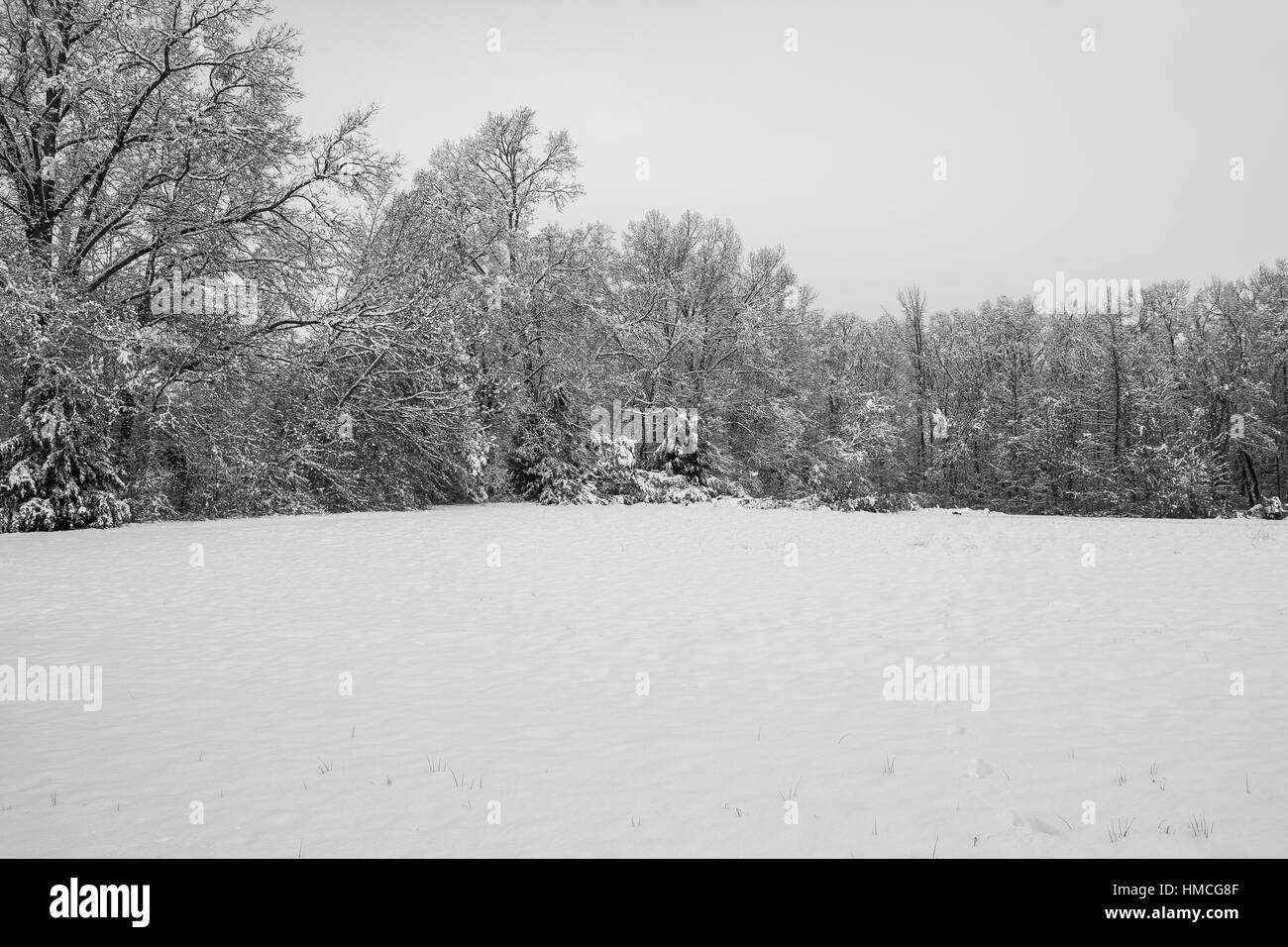 A rare measurable snowfall in north Mississippi. It snowed 8 inches ...
