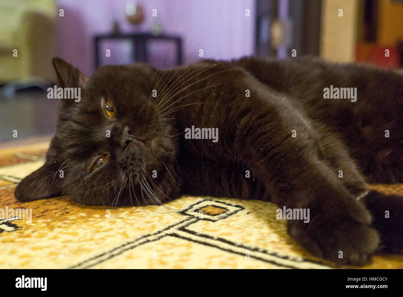 Black British cat sleeps on floor Stock Photo - Alamy