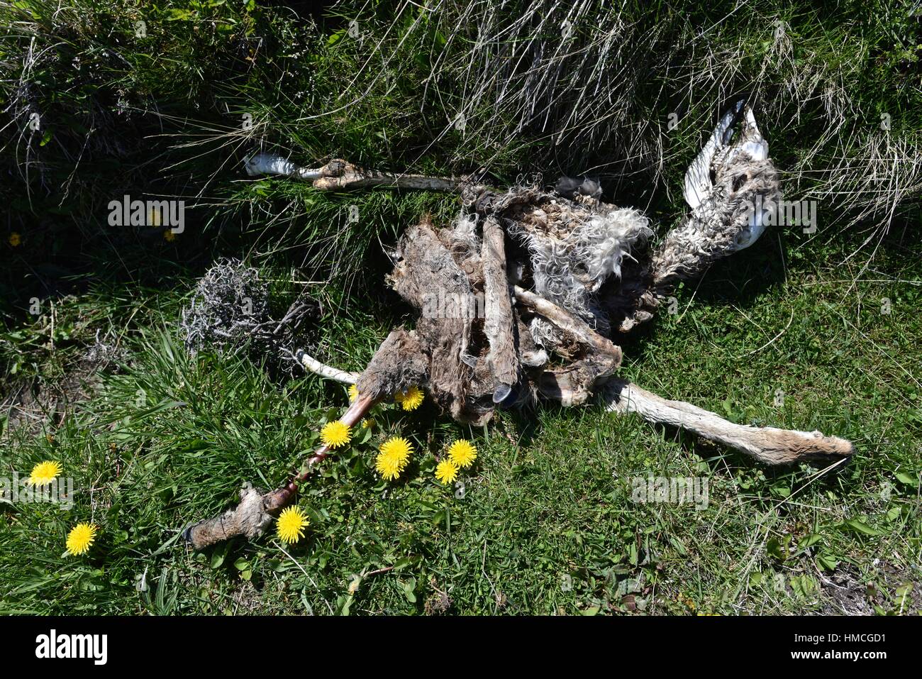 Dead Lama ( Lama glama ). Torres del Paine National Park Stock Photo ...