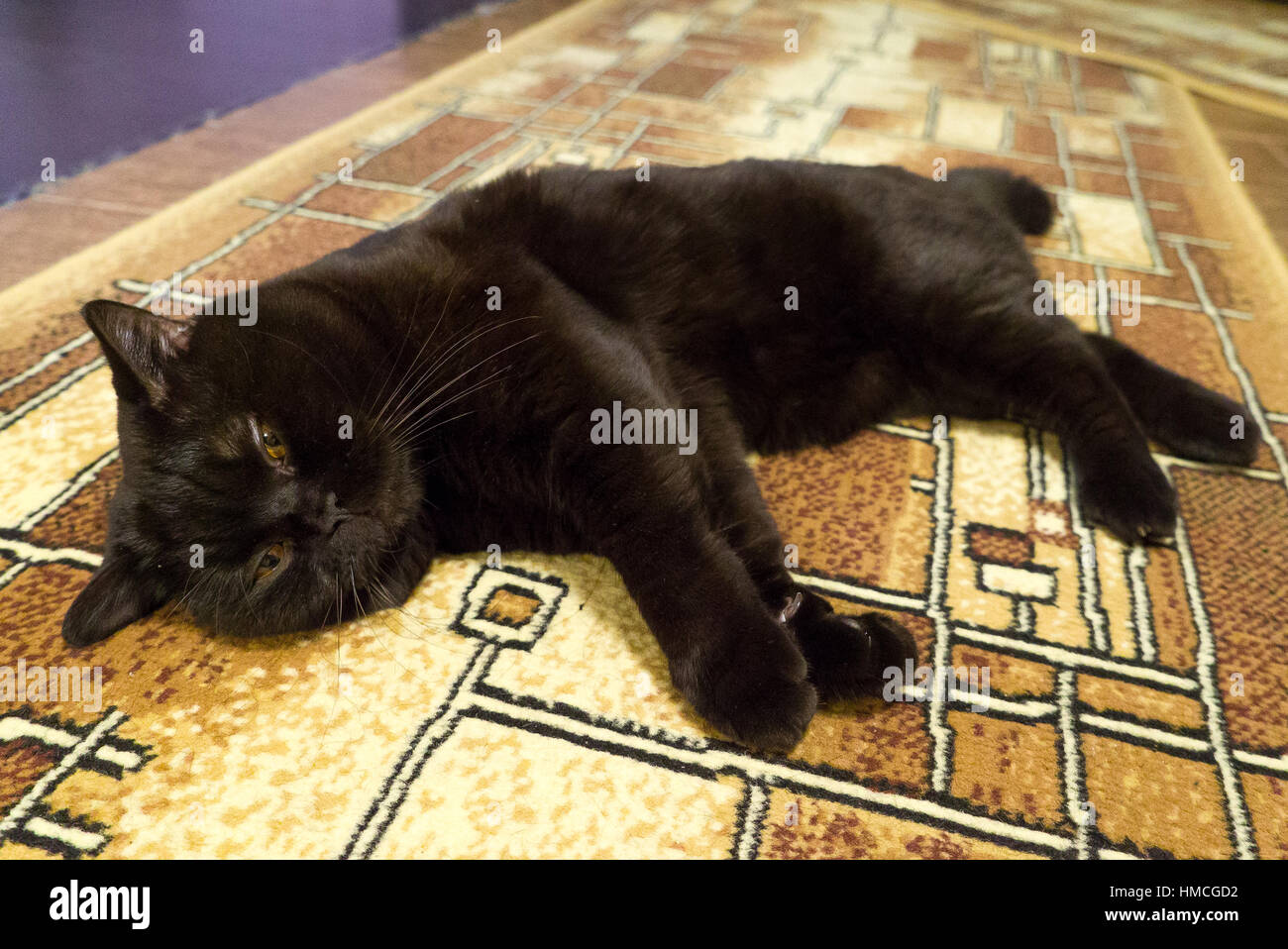 Black British cat sleeps on floor Stock Photo - Alamy
