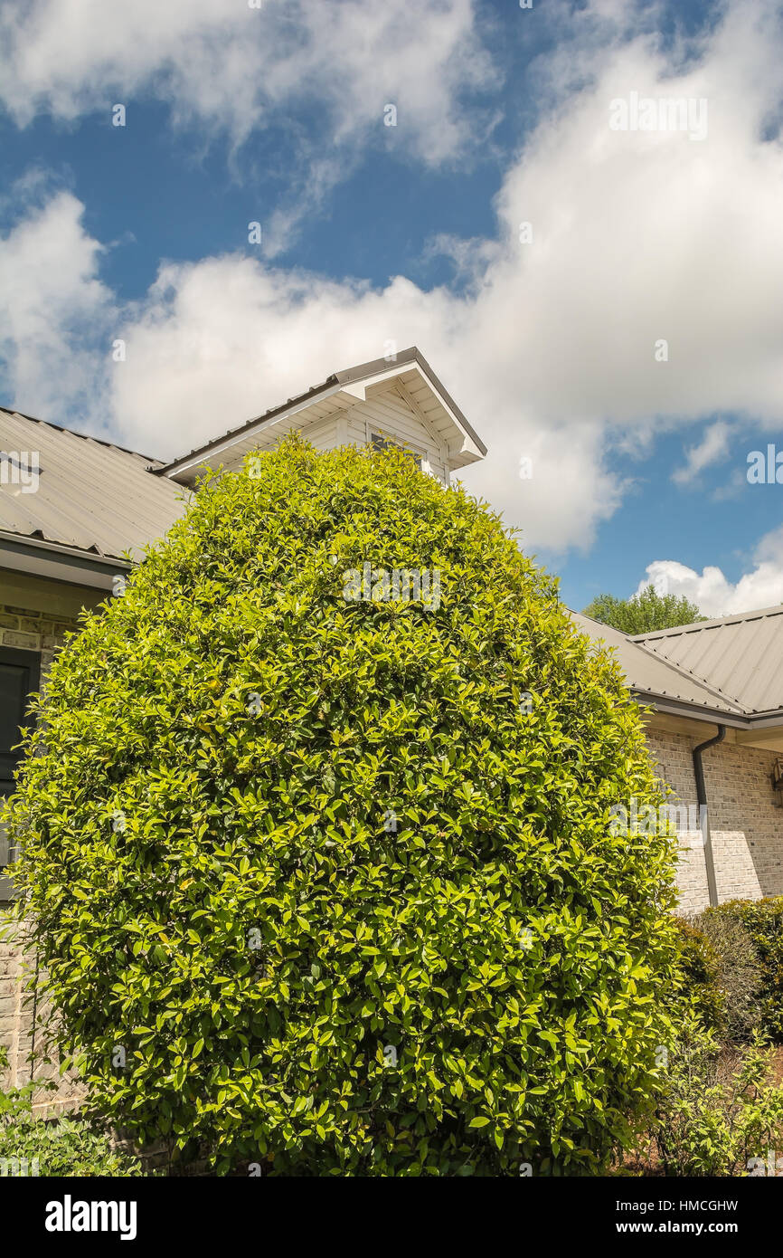 Green bush in front of building hi-res stock photography and images - Alamy