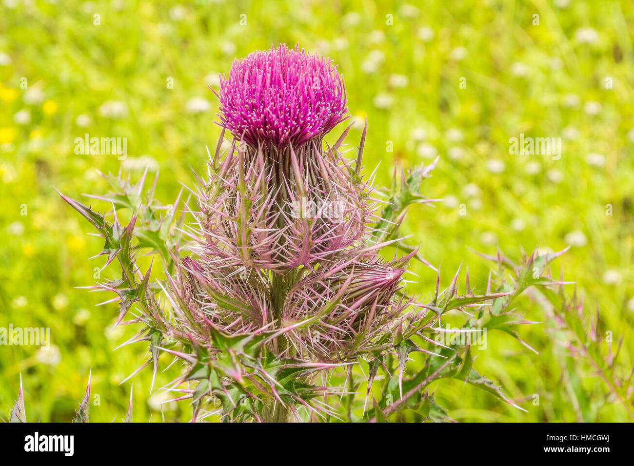 Prostate gland supplement hi-res stock photography and images - Alamy