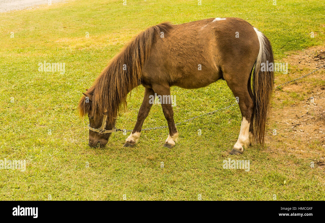 A brown horse grazing on short grass Stock Photo - Alamy