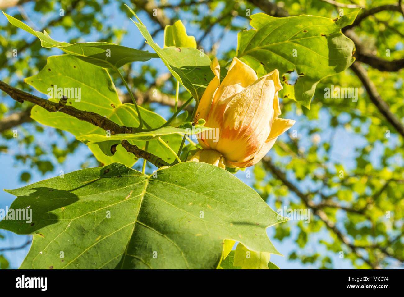 A nature background of tulip poplar blossoms in the tree Stock Photo ...