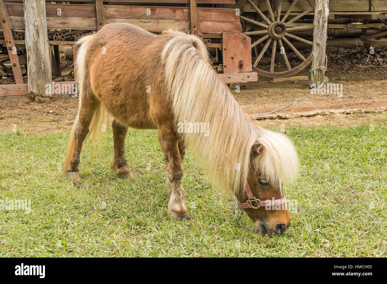 A small horse grazing on short grass Stock Photo - Alamy