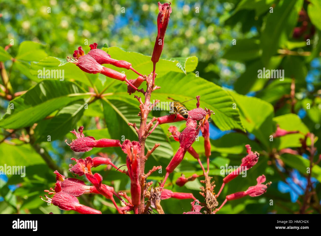 A southern buckeye tree in full bloom in springtime Stock Photo - Alamy