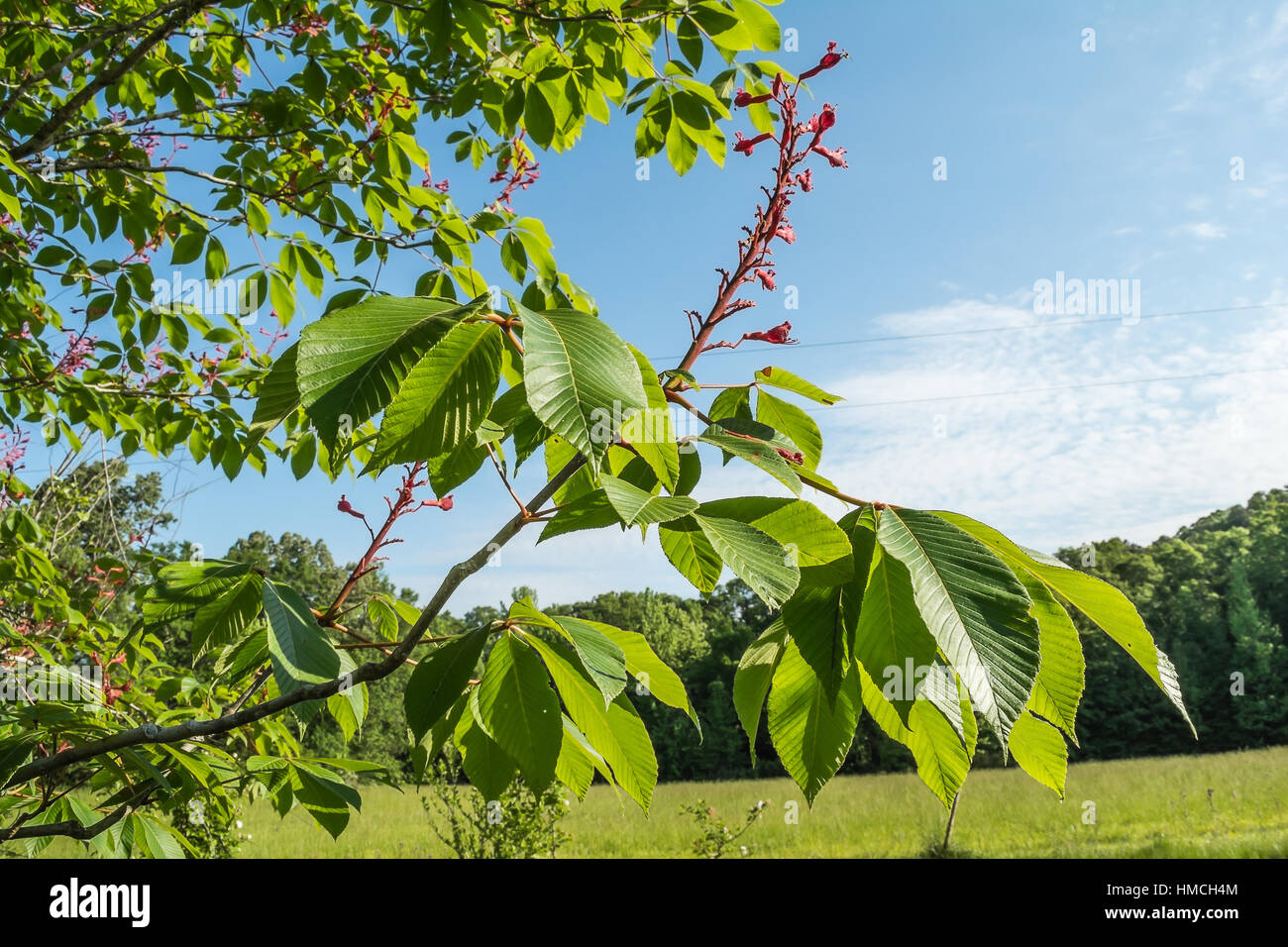 A southern buckeye tree in full bloom in springtime Stock Photo - Alamy
