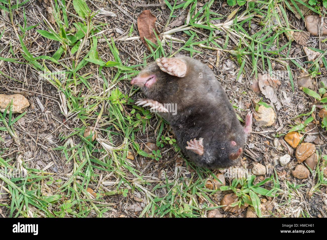 A mole in a classic defensive position Stock Photo - Alamy