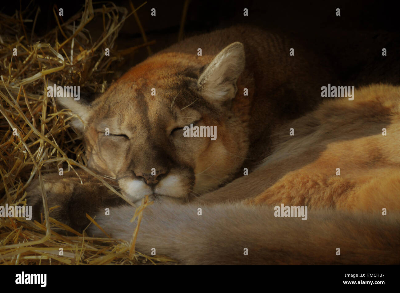 Puma profile hi-res stock photography and images - Alamy