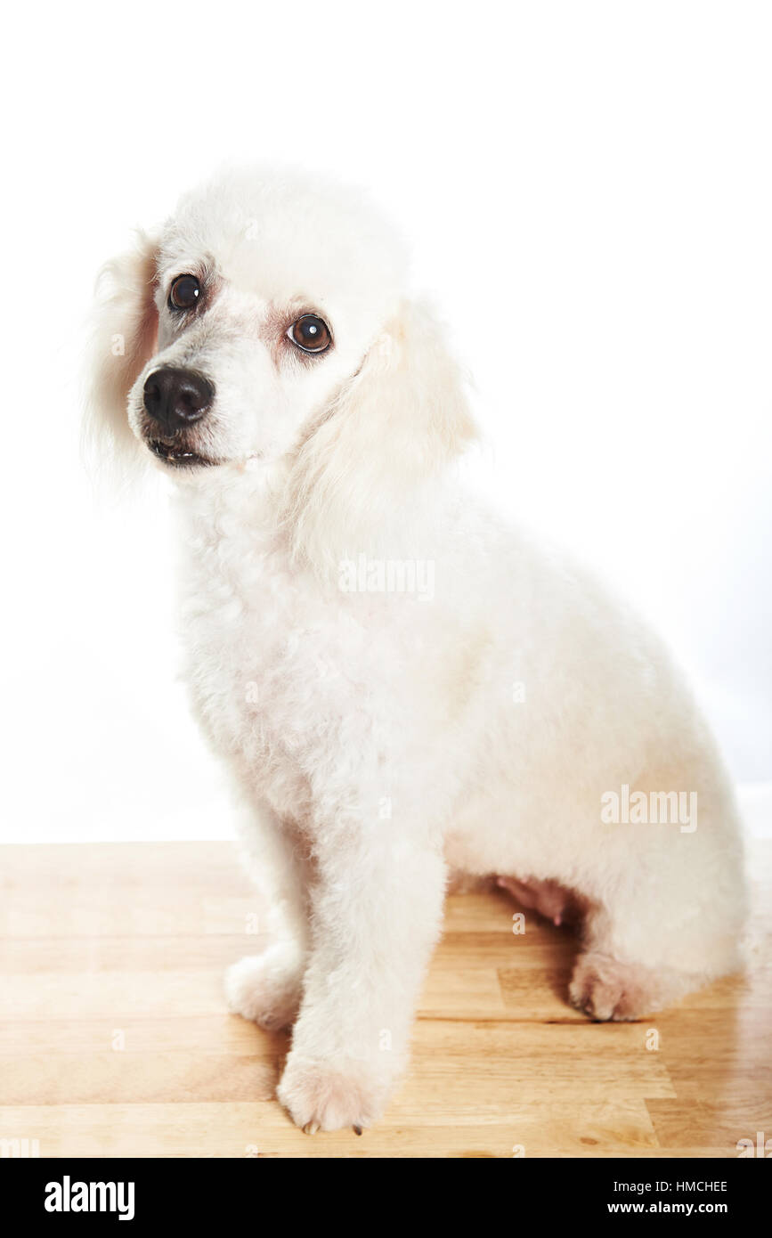 Happy healthy poodle sit isolated on white Stock Photo - Alamy