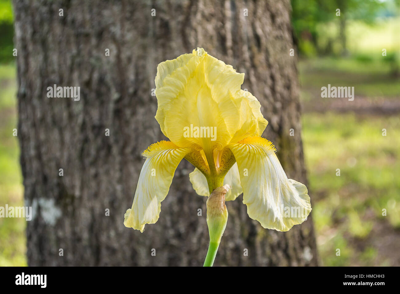 A yellow iris flower on a tree background Stock Photo - Alamy