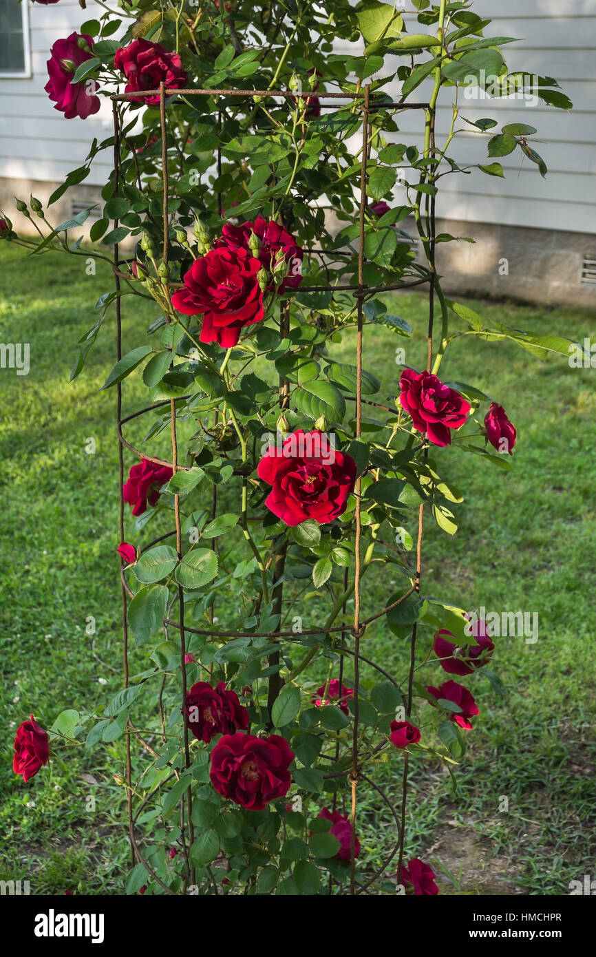 A blooming rose bush in late spring Stock Photo - Alamy