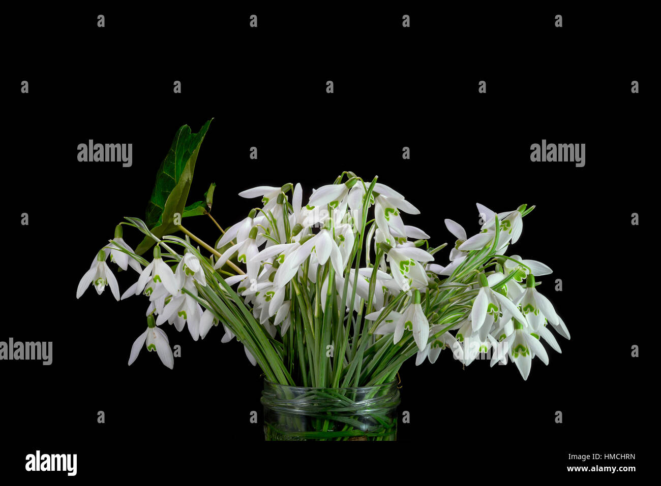 Bunch of snowdrops is a jar on black background Stock Photo - Alamy