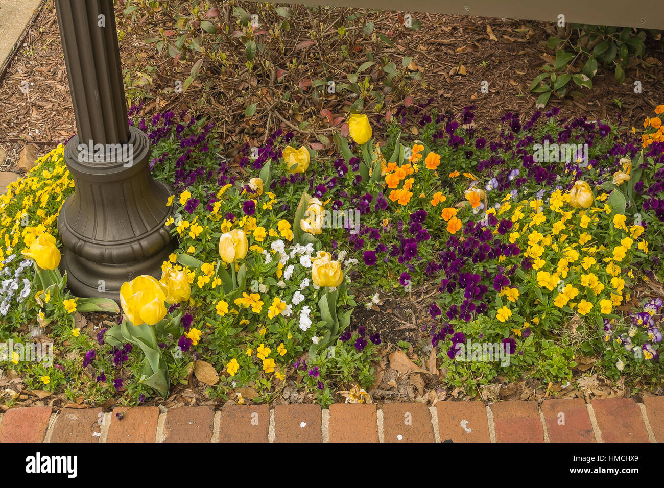 Flowers growing at the base of a pole Stock Photo - Alamy