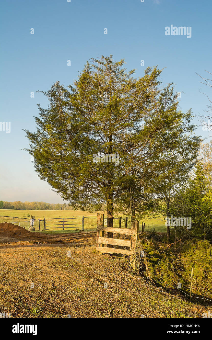 A cedar tree growing next to a barbed wire fence in the countryside ...