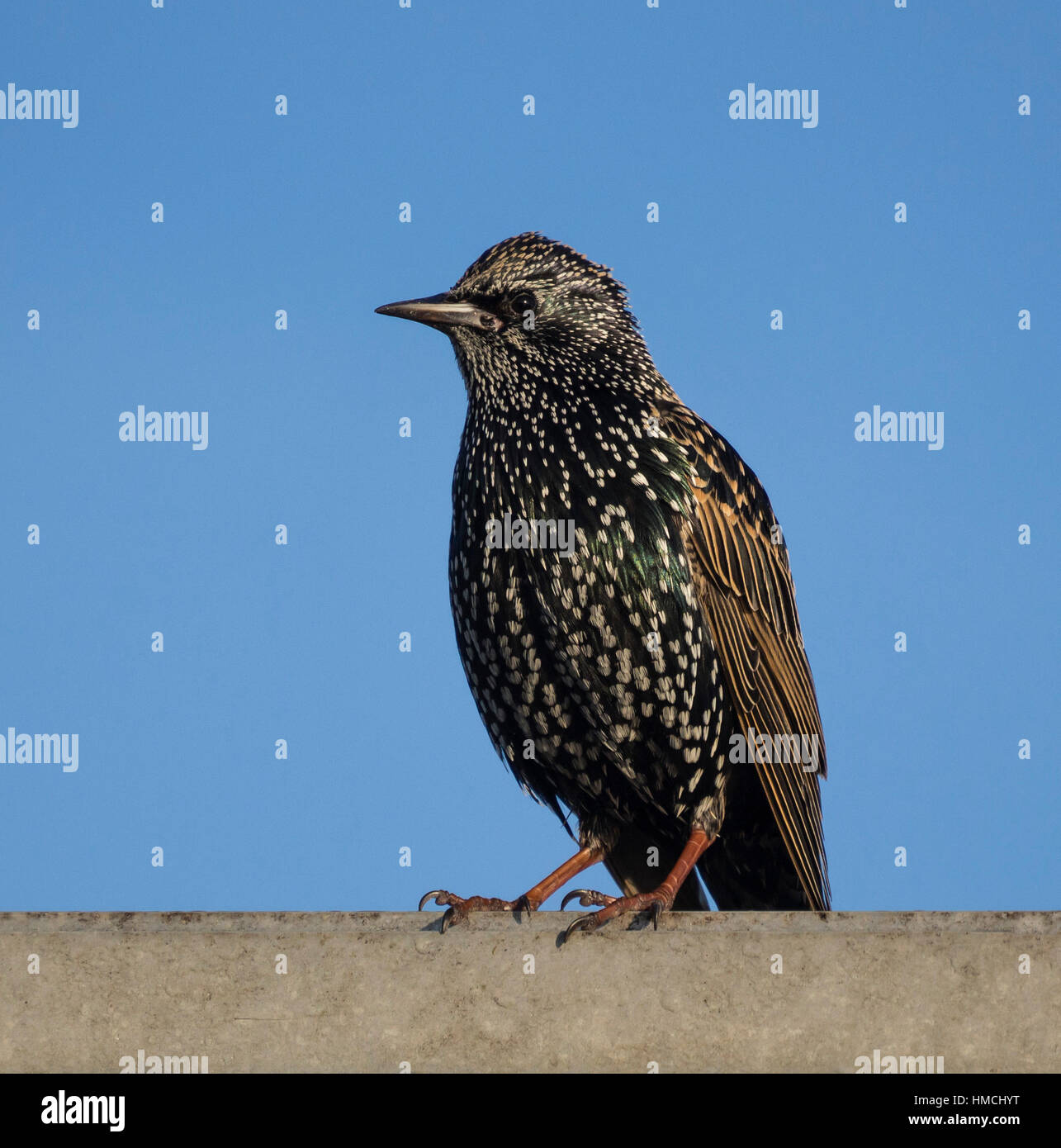 A Starling bird (Sturnus vulgaris) Adult standing perched on a rooftop ...