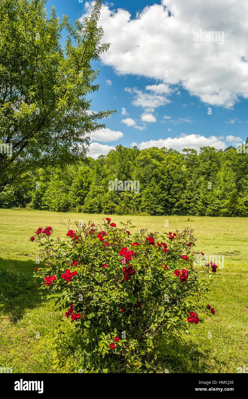 An HDR, landscape image of a red rosebush with a woodland and blue sky ...