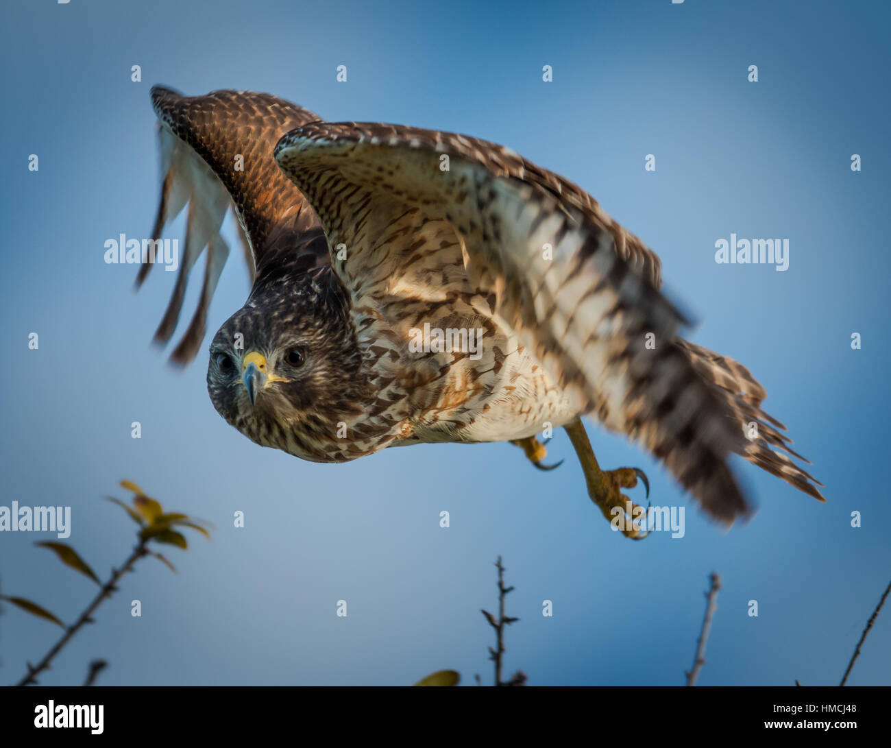 Red Shouldered Hawk Stock Photo - Alamy