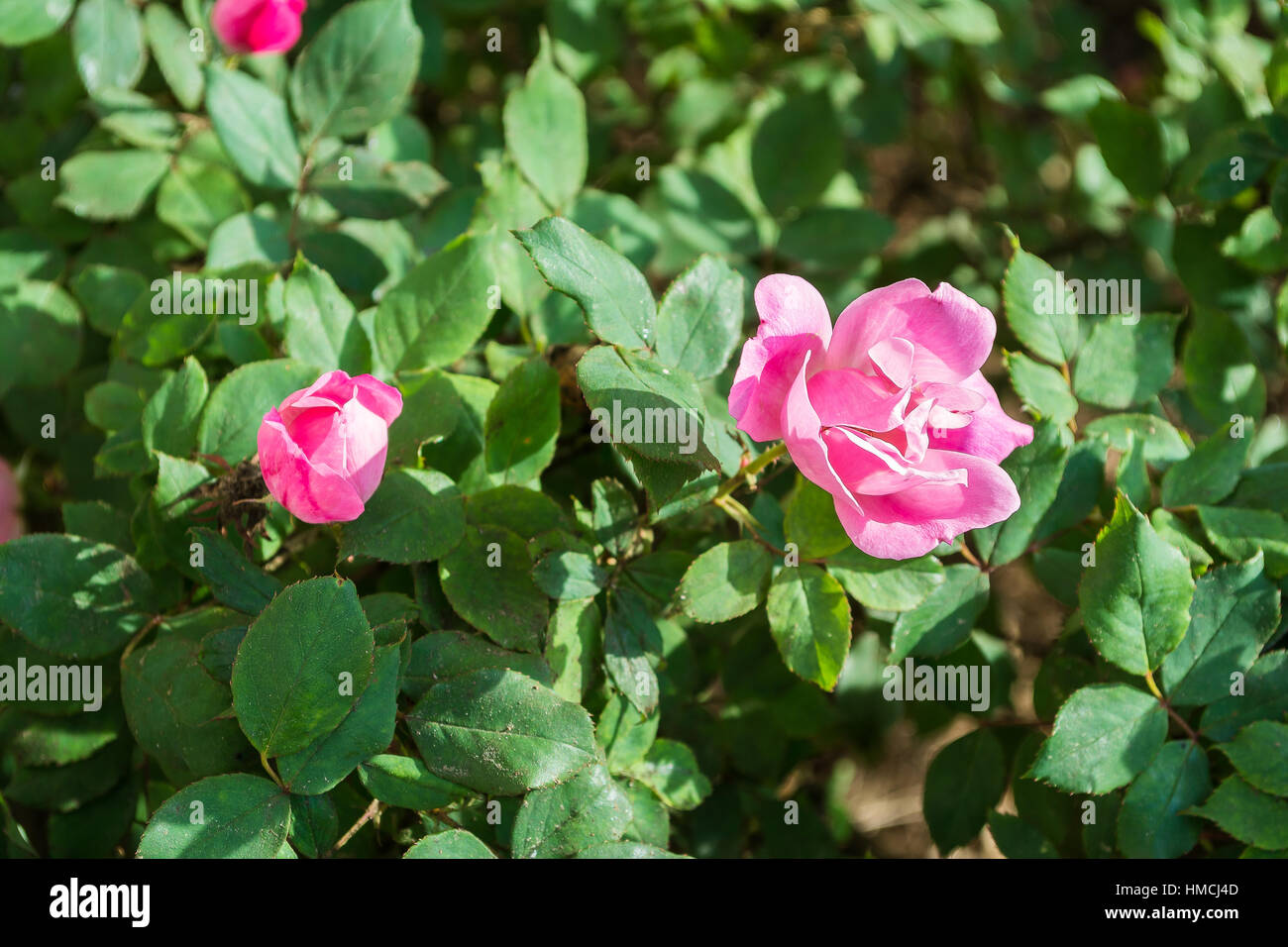 A close up capture of pink roses growing in a flower bed Stock Photo ...
