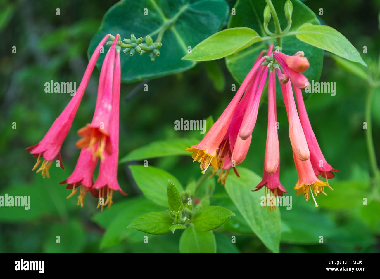 A close up capture of red honeysuckle flowers Stock Photo - Alamy