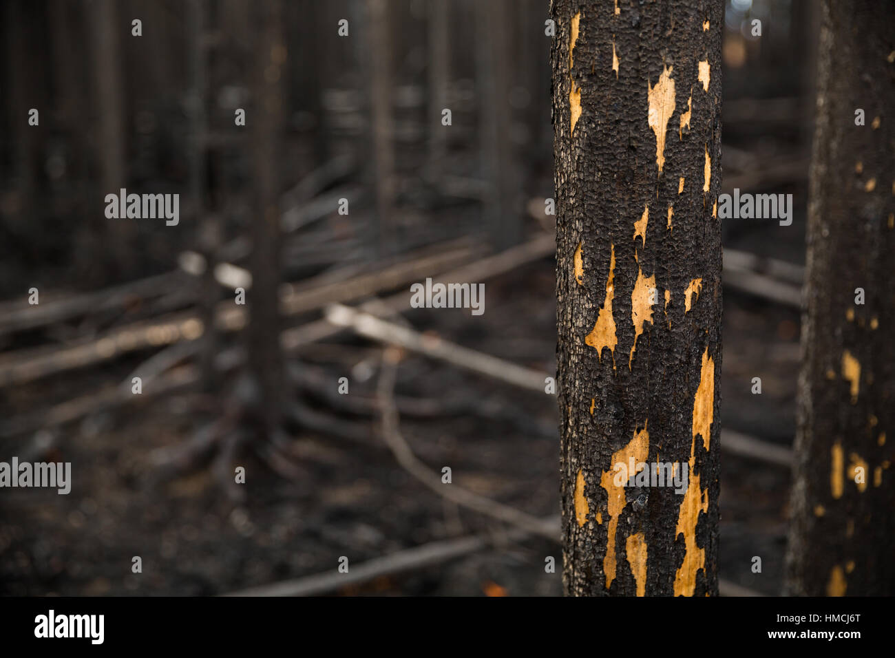 Black forest fire hi-res stock photography and images - Alamy