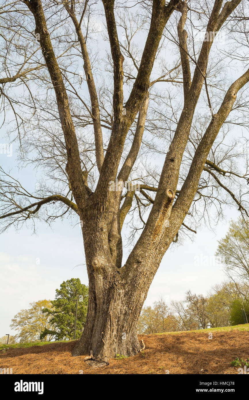 A leafless tree growing on a hillside Stock Photo - Alamy