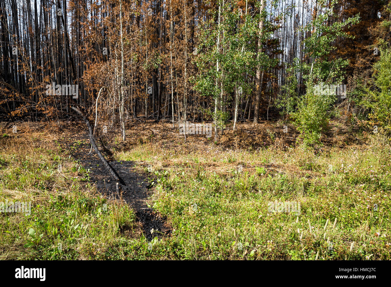 Northern canada forest fire hi-res stock photography and images - Alamy