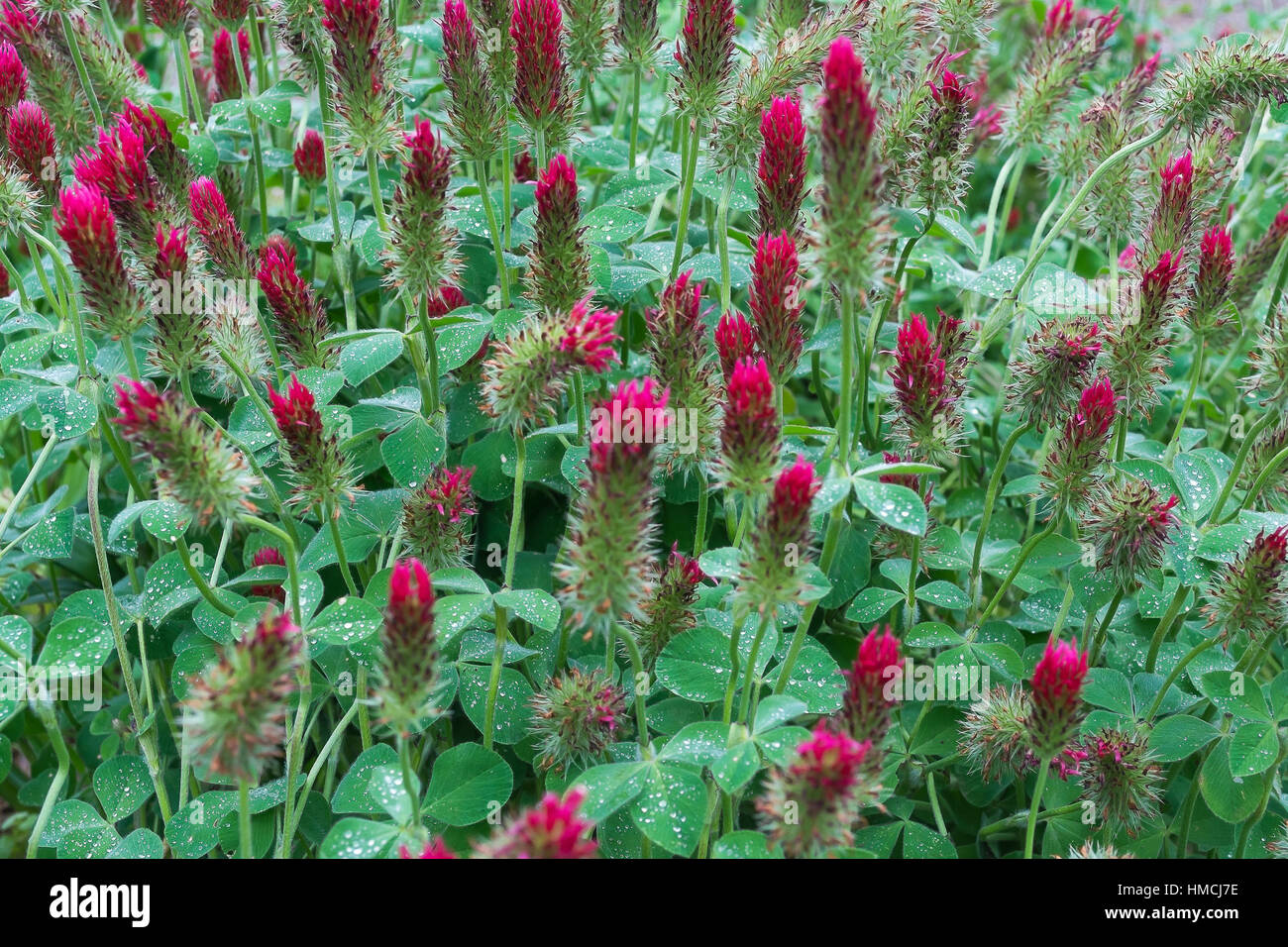 A background image of a red clover patch Stock Photo - Alamy