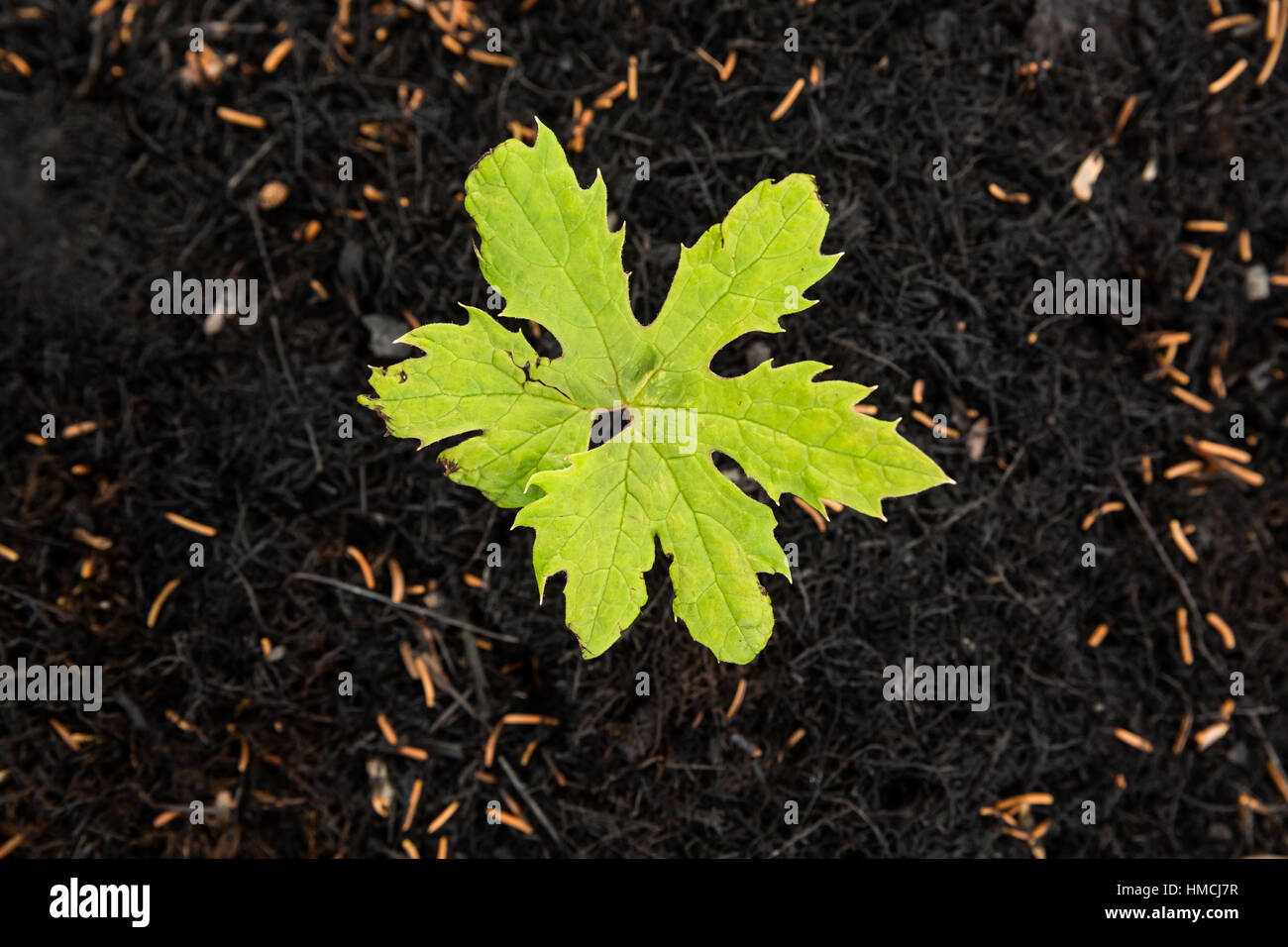 A single green leaf of a new plant grows out of the scorched ground of ...