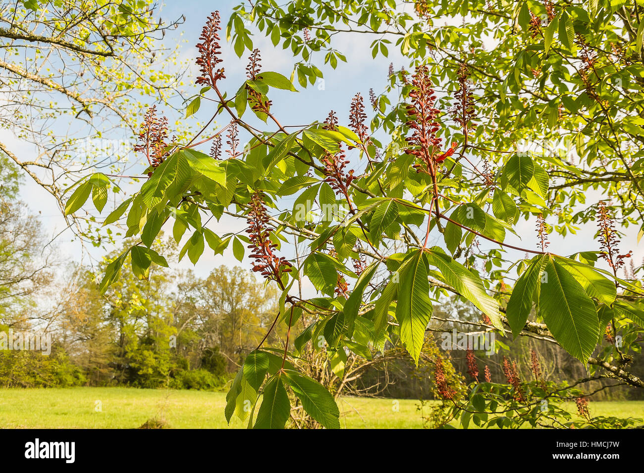 Buckeye tree flowers in the springtime Stock Photo - Alamy