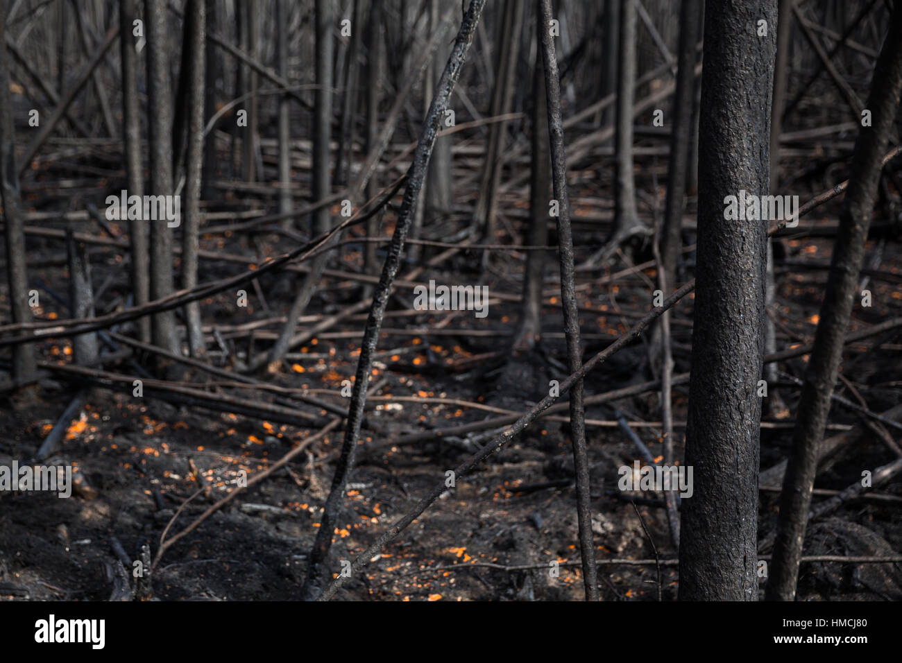 Thick trees, all burned black from a recent forest fire, the only color ...