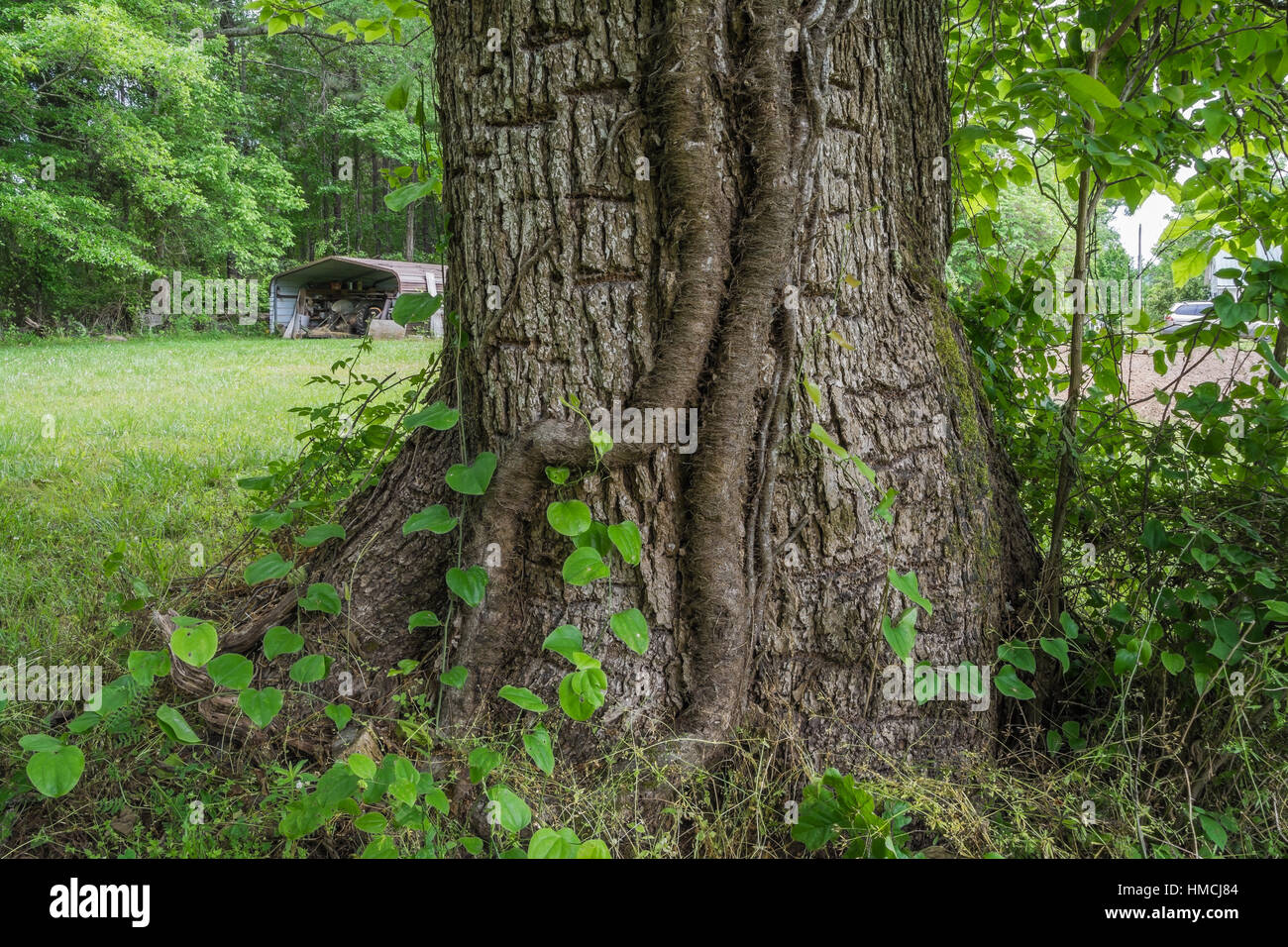 Three inch diameter poison oak vines growing up a catawba tree trunk ...