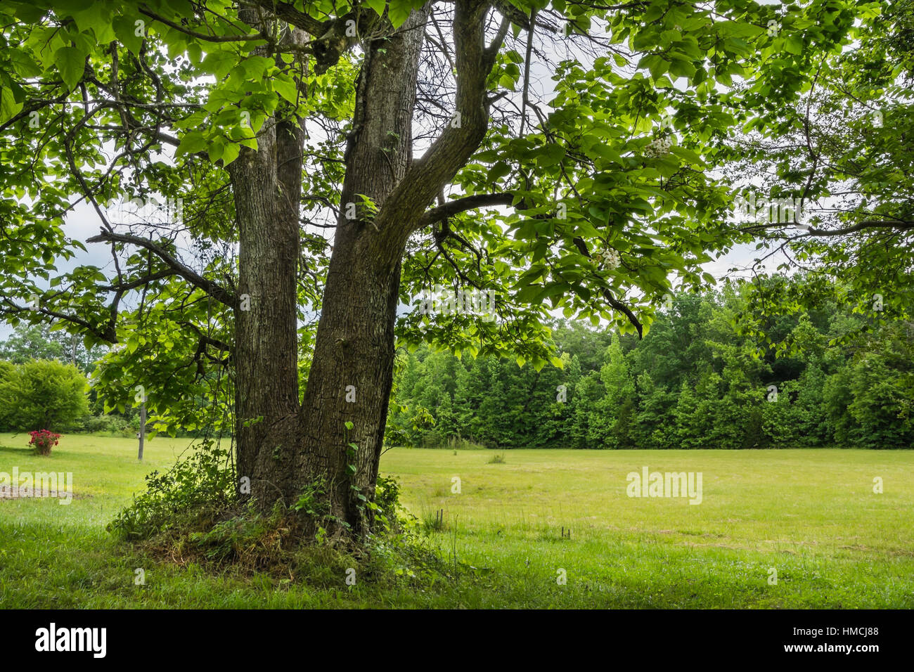 Catawba tree hi-res stock photography and images - Alamy