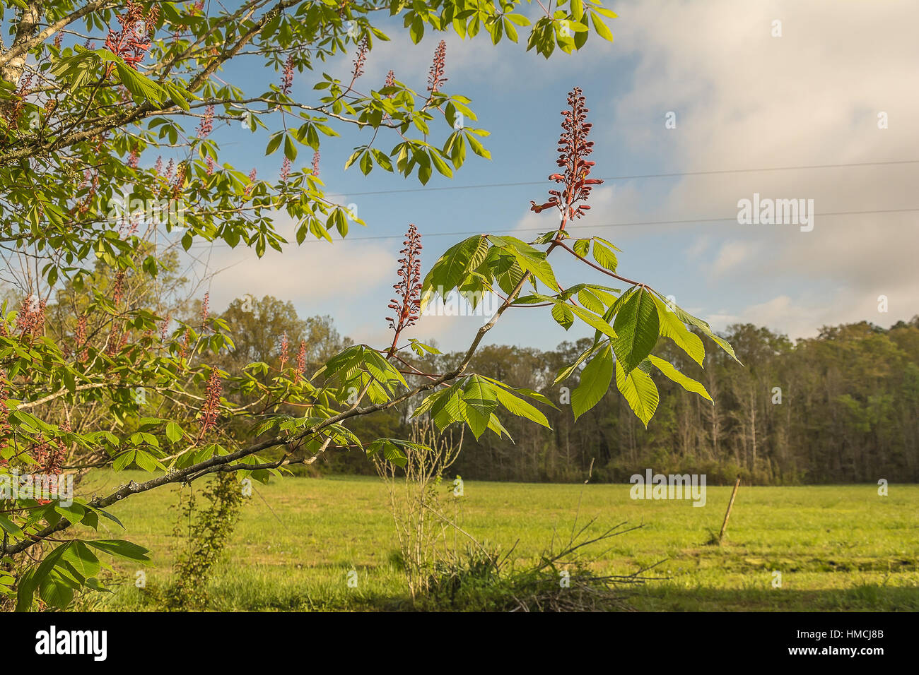 Red blooming buckeye tree hi-res stock photography and images - Alamy