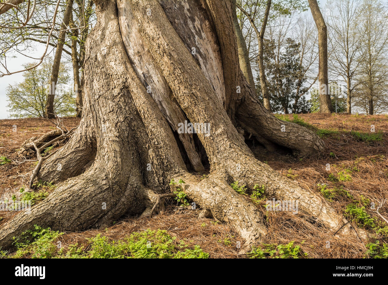 Gnarled texture hi-res stock photography and images - Alamy