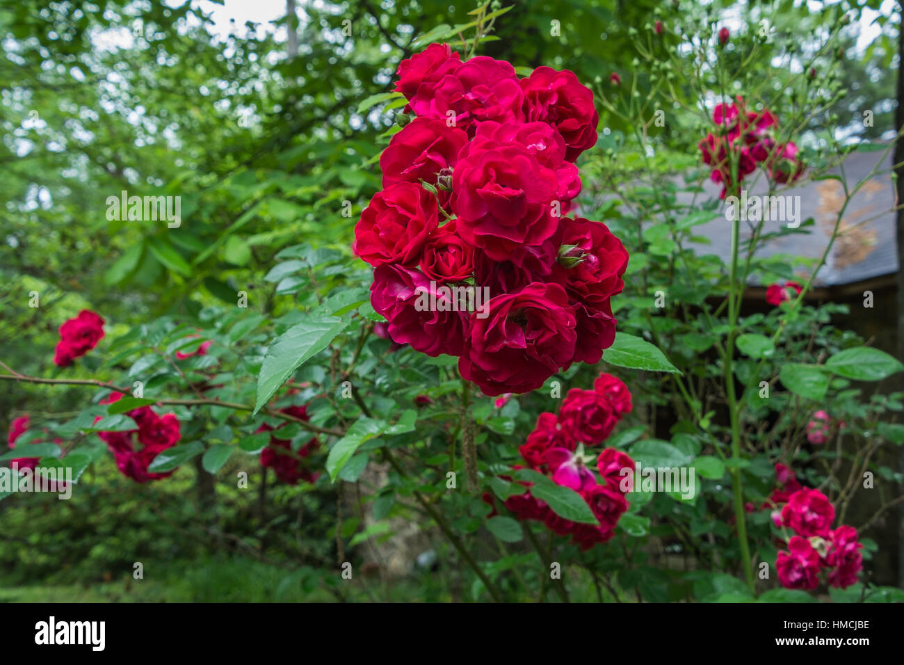 Close up capture of a large bunch of red roses on the bush. A rose is a ...