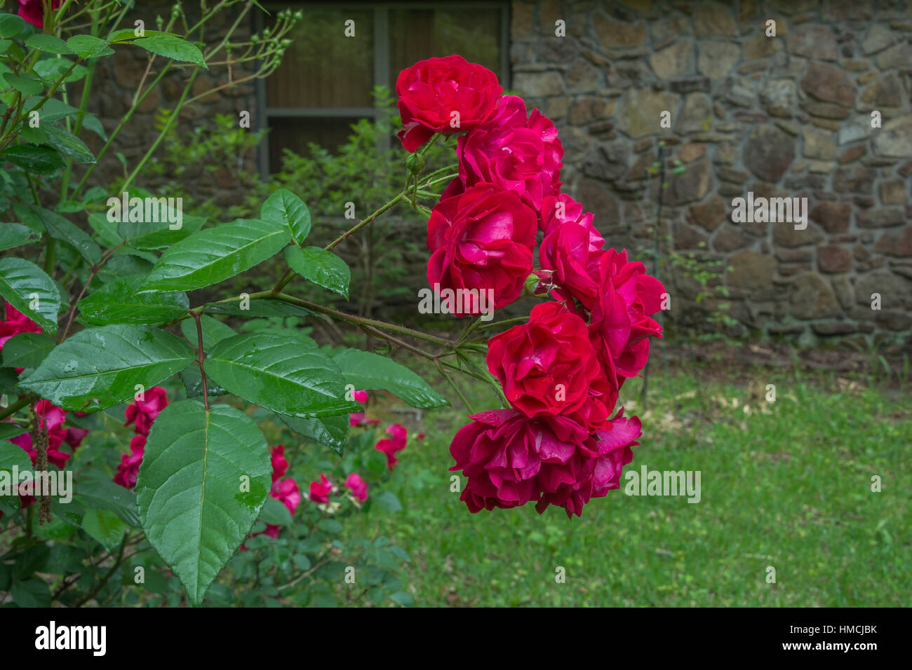 Close up capture of a large bunch of red roses on the bush. A rose is a ...