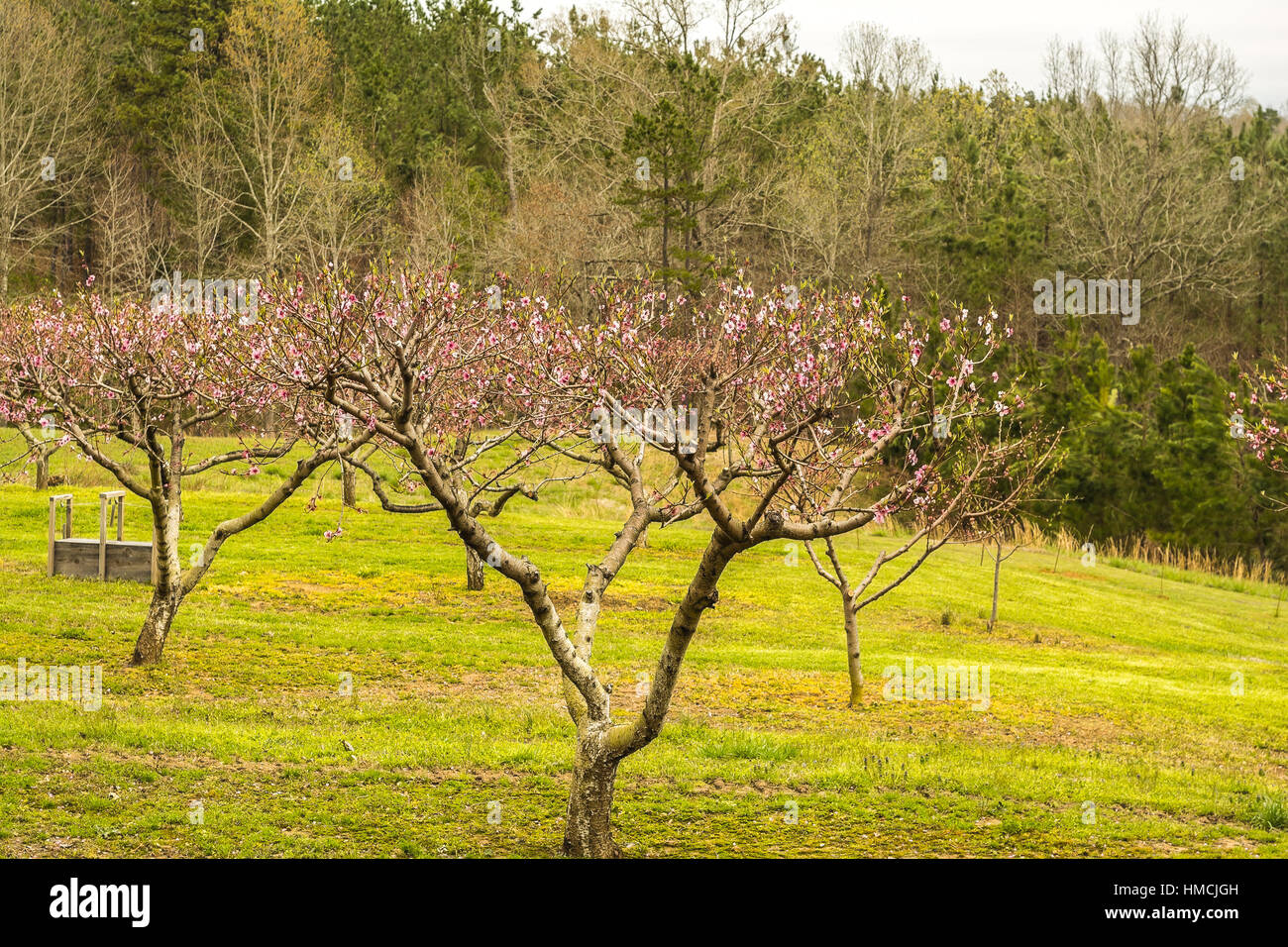 Commercial orchard hi-res stock photography and images - Alamy