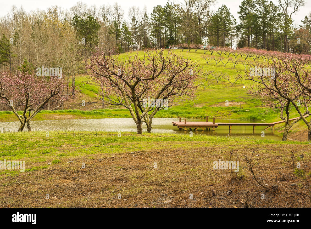 Peach orchard hi-res stock photography and images - Alamy