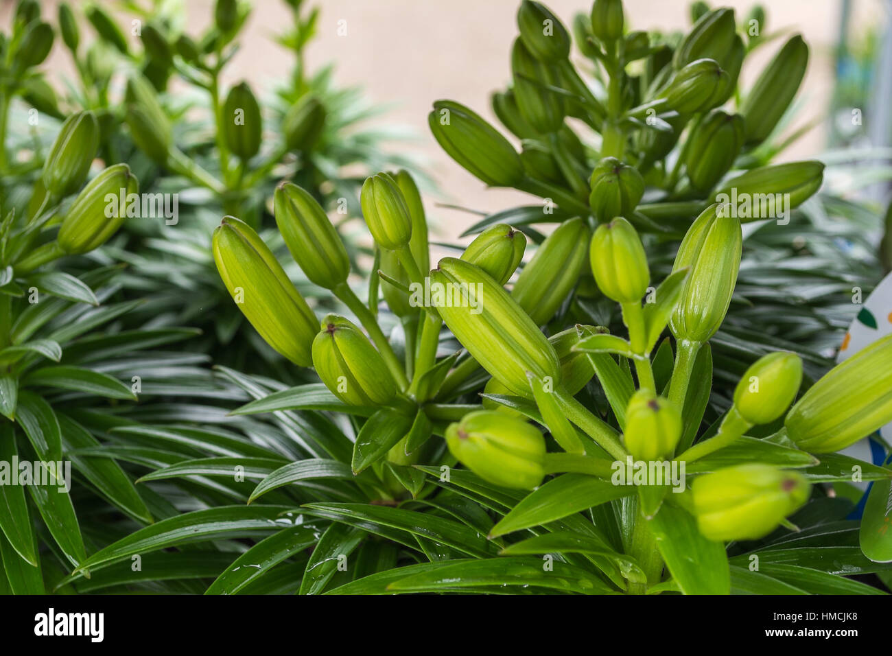 Lily plants hi-res stock photography and images - Alamy
