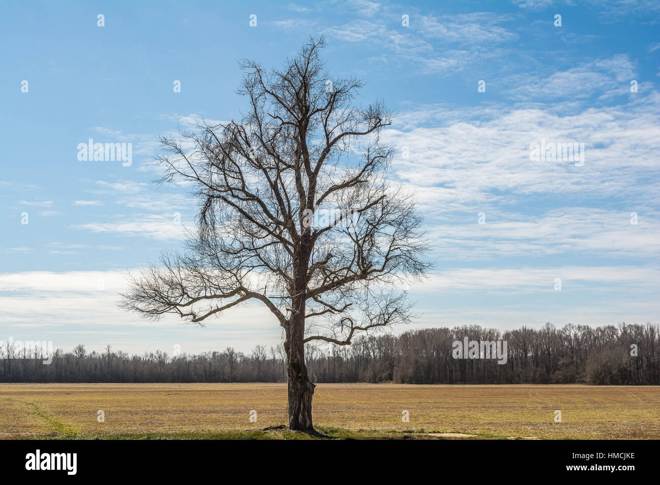 Rural landscape alone tree hi-res stock photography and images - Alamy