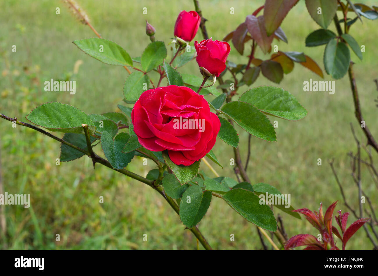 Rosebush High Resolution Stock Photography and Images - Alamy