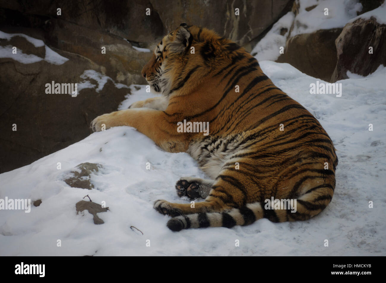 White tiger laying down hi-res stock photography and images - Alamy