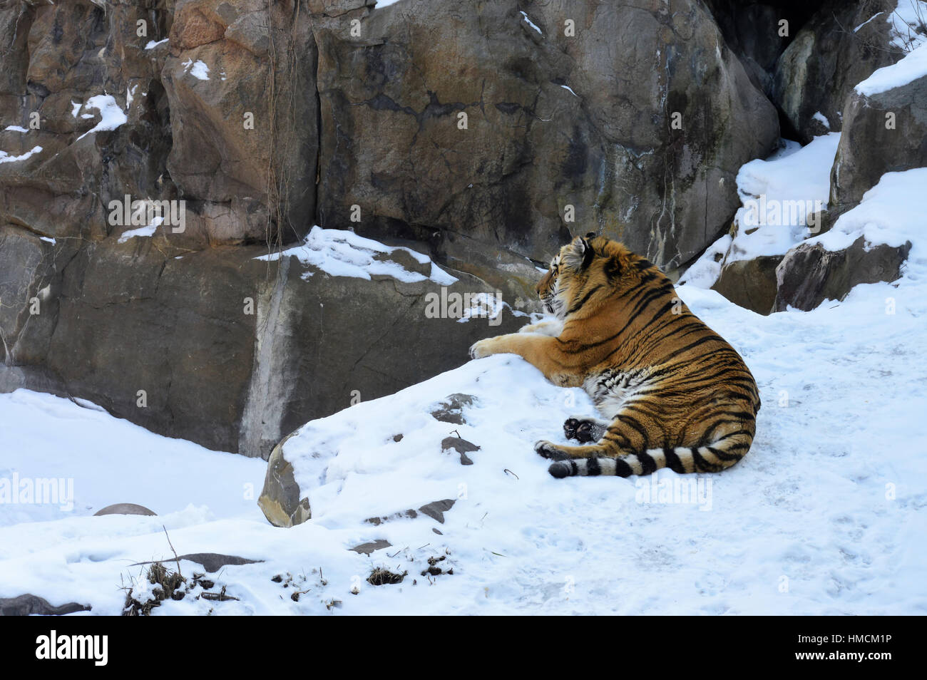 White tiger laying down hi-res stock photography and images - Alamy